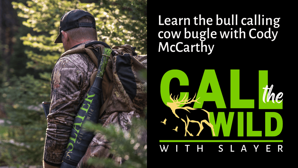 Cody McCarthy Demonstrates the Bull Calling Cow Bugle