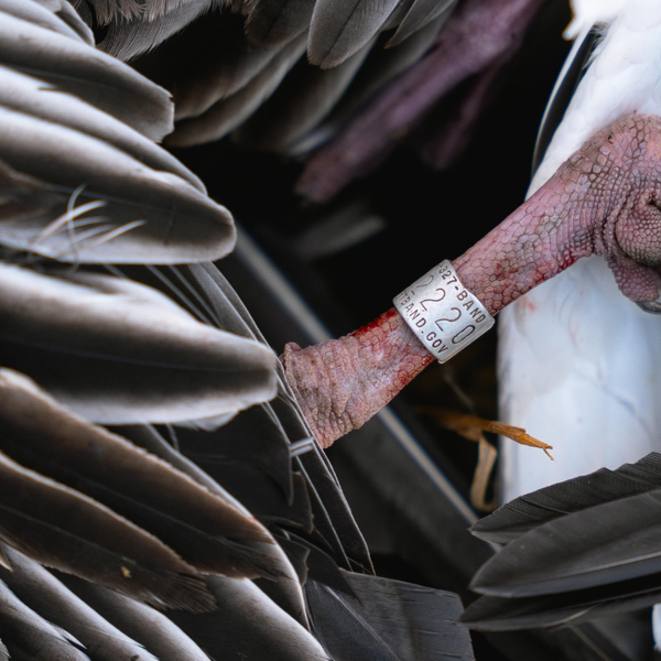 The Snowstorm Snow Goose Call | High-Volume, Field-Tough Call by Slayer